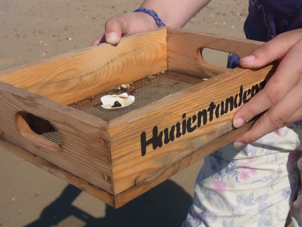 Haaientanden op het strand - Cadzand-Bad