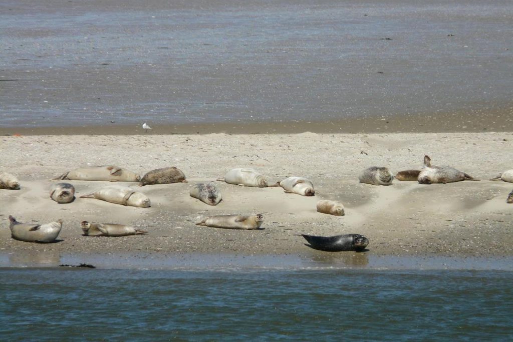 Haaientanden op het strand - Cadzand-Bad
